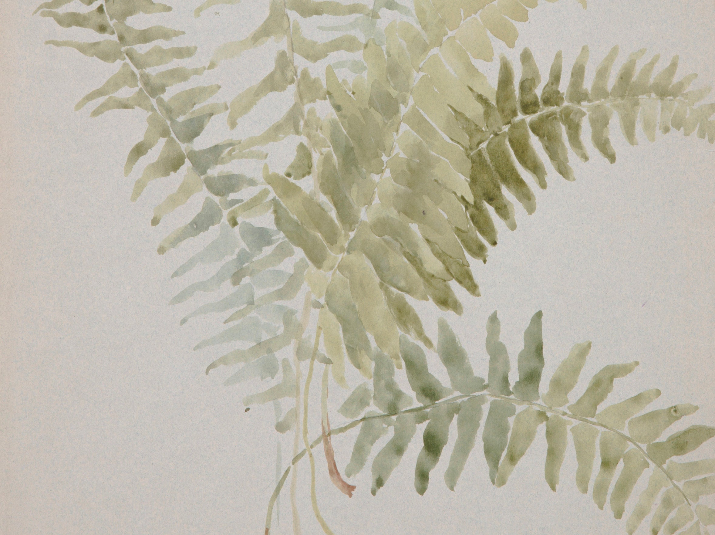 Printable Art Vintage Fern Botanical Watercolor Painting | Etsy