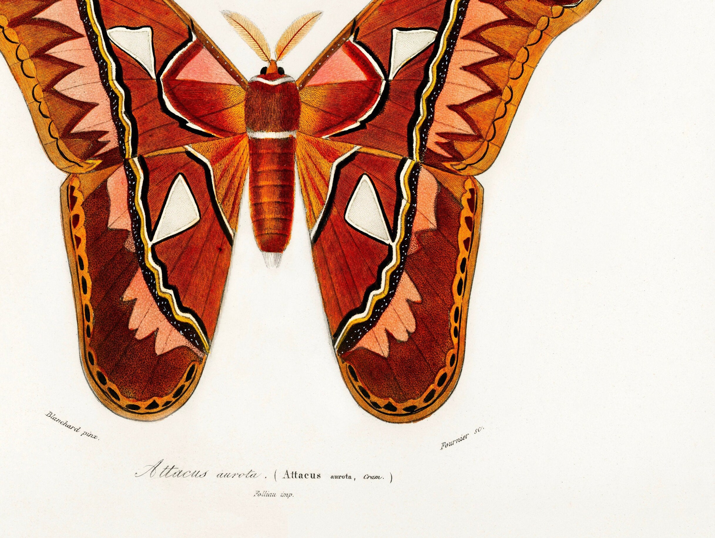 Printable Art Vintage Moth/butterfly Art Print Brown & | Etsy