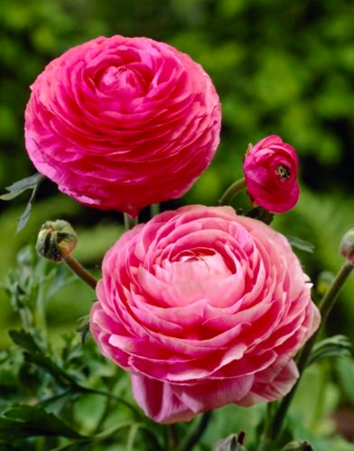 Pink Buttercup 25 Seeds Ranunculus Asiaticus Peony Flower | Etsy