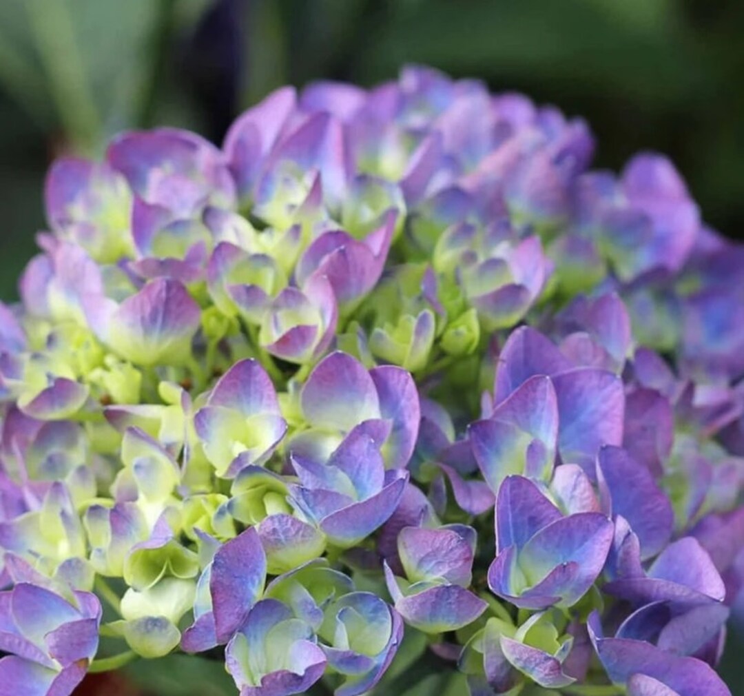 5 Citylime Rio Hydrangea Seeds Bloom Flower Hydrangea Seeds - Etsy