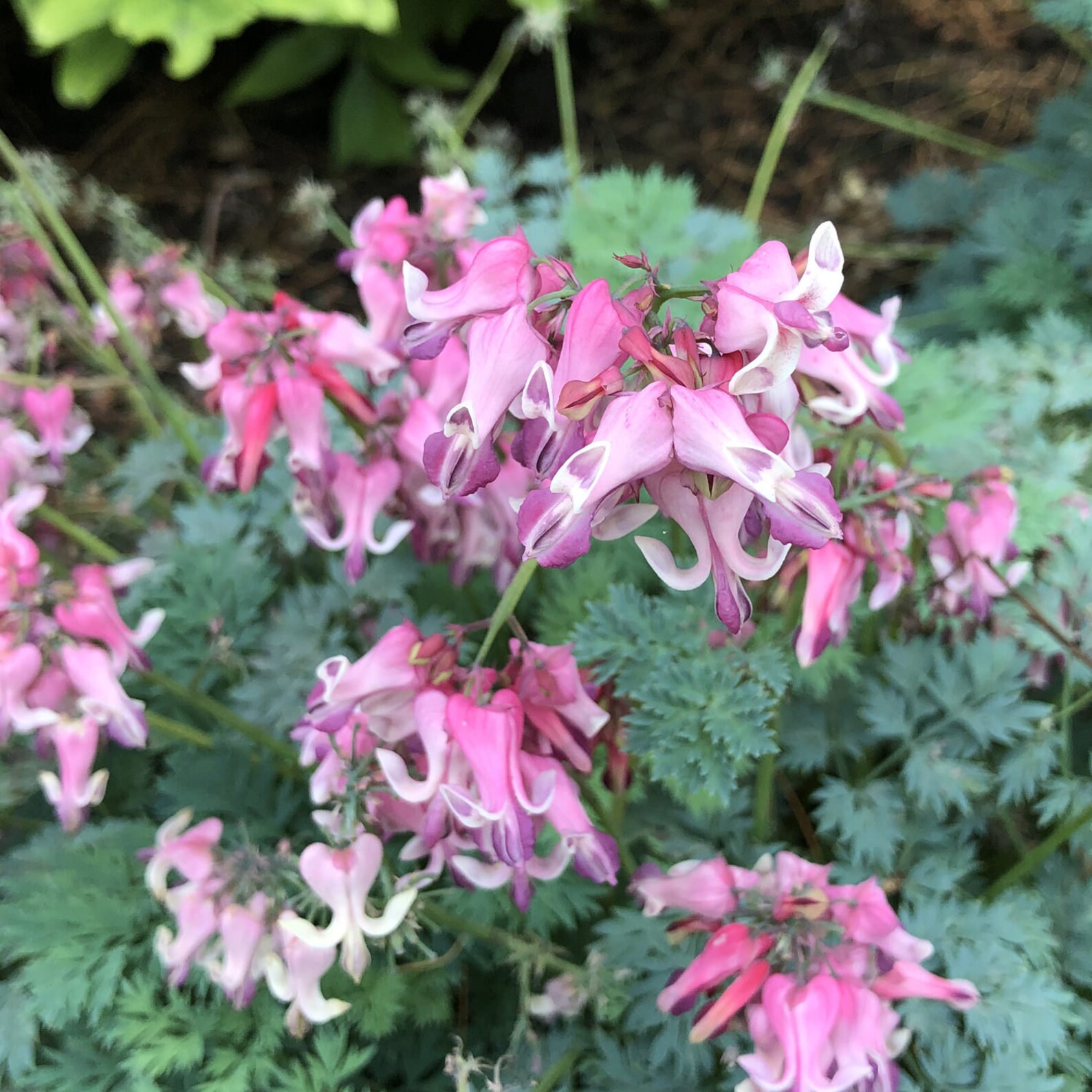 25 Light Pink Bleeding Heart Seeds Dicentra Spectabilis | Etsy