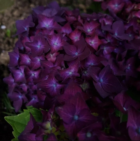 Dark Purple Hydrangea