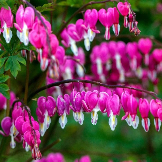 25 Bright Pink Purple Bleeding Heart Seeds Dicentra | Etsy