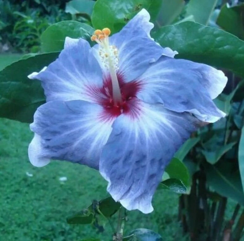 Blue And White Hibiscus Flower