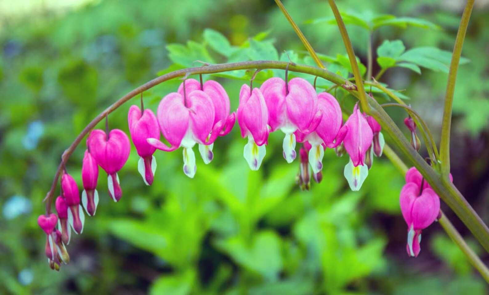 25 Bright Pink Purple Bleeding Heart Seeds Dicentra | Etsy