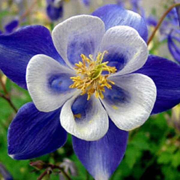 White Columbine - Etsy