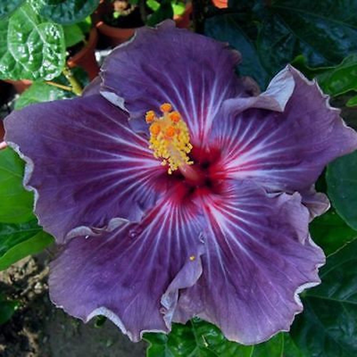Rare Purple Hibiscus 20 Seeds Giant Hibiscus Flower Purple | Etsy