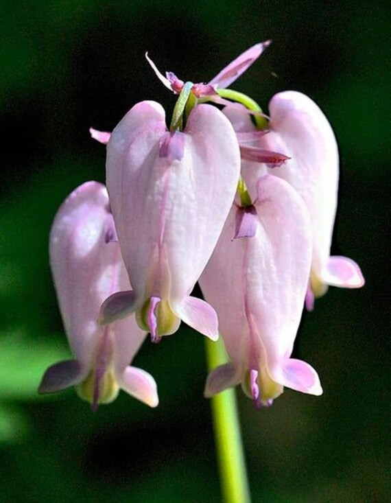 Purple Bleeding Heart Plant
