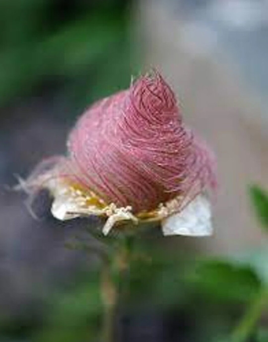 Prairie Smoke 40 Seeds Erythrocoma Triflora Seed Geum - Etsy