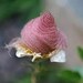 Prairie Smoke 40 Seeds Erythrocoma Triflora Seed Geum - Etsy