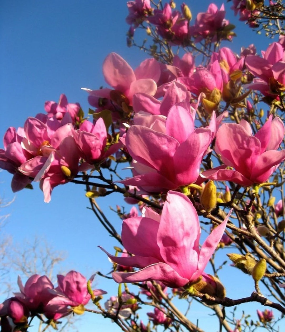 5 Alexandra Magnolia Seeds Lily Flower Plant Chinese - Etsy