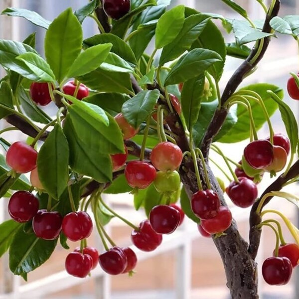 Dwarf Cherry Tree Seeds - Etsy