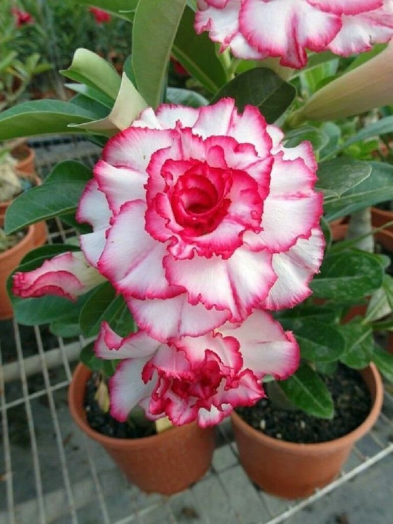 4 Rare Double Red White Desert Rose Seeds Adenium Obesum | Etsy