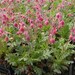 Prairie Smoke 40 Seeds Erythrocoma Triflora Seed Geum - Etsy