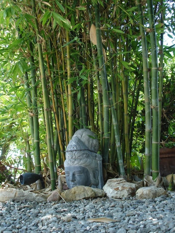 Japanese Timber Bamboo Plant