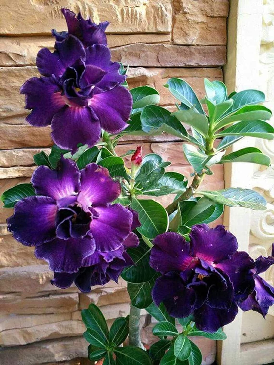 4 Rare Dark Purple Desert Rose Seeds Adenium Obesum Flower | Etsy