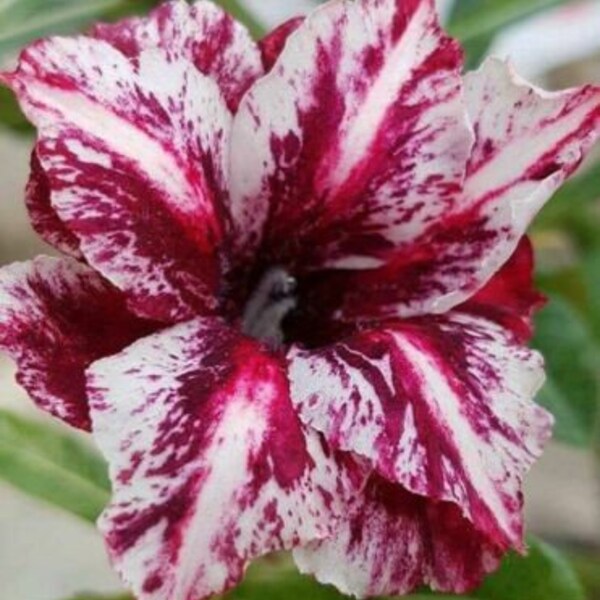 Adenium - Etsy