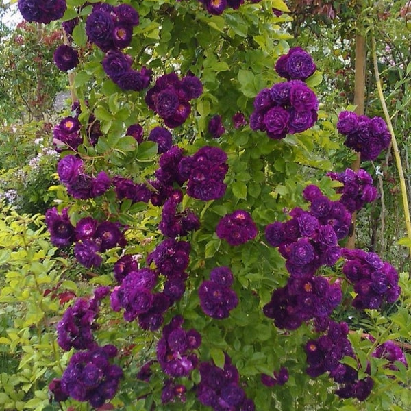 Purple Climbing Rose - Etsy
