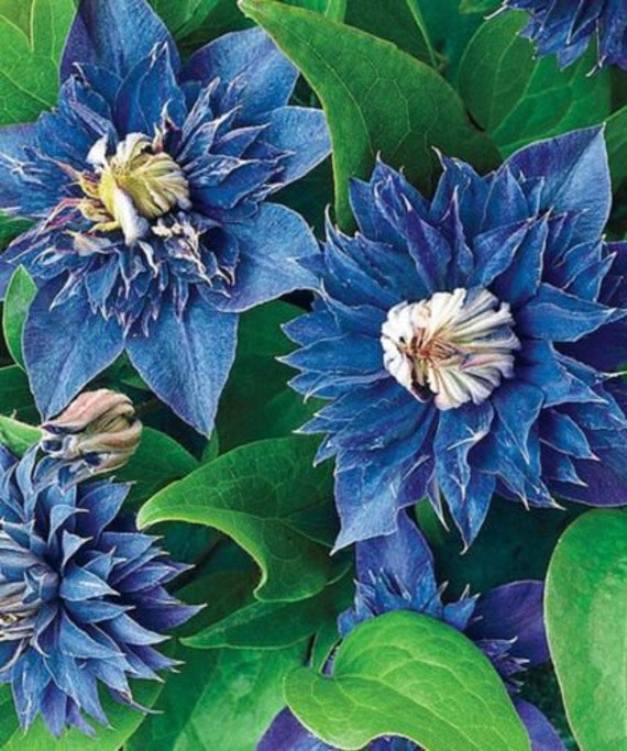 Blue Clematis Flower