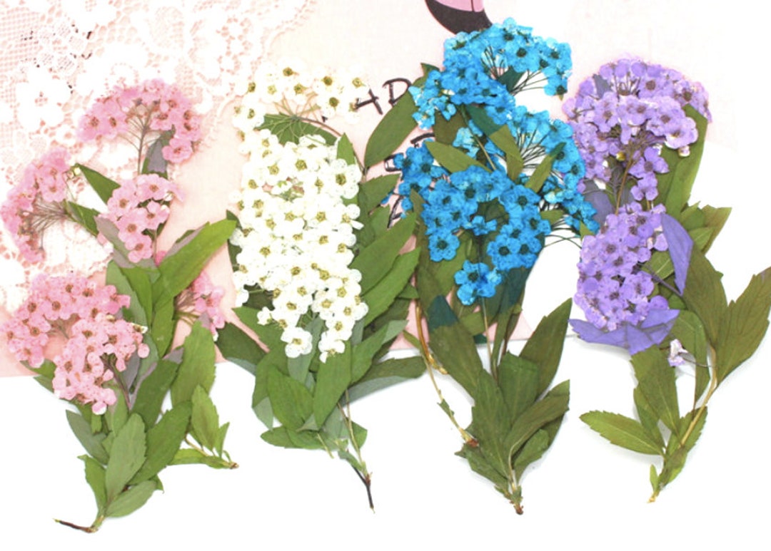 Tiny Pressed Flowers Daffodils 12 Pieces Each Pack - Cheap Shipping ...