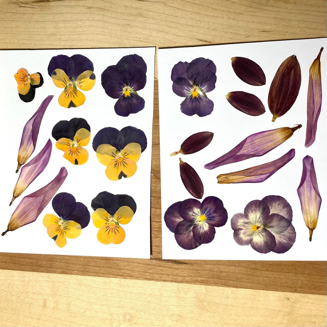 Pressed Pansy, Sunflower, and Dahlia Petals! Real Pressed Flowers! - Etsy
