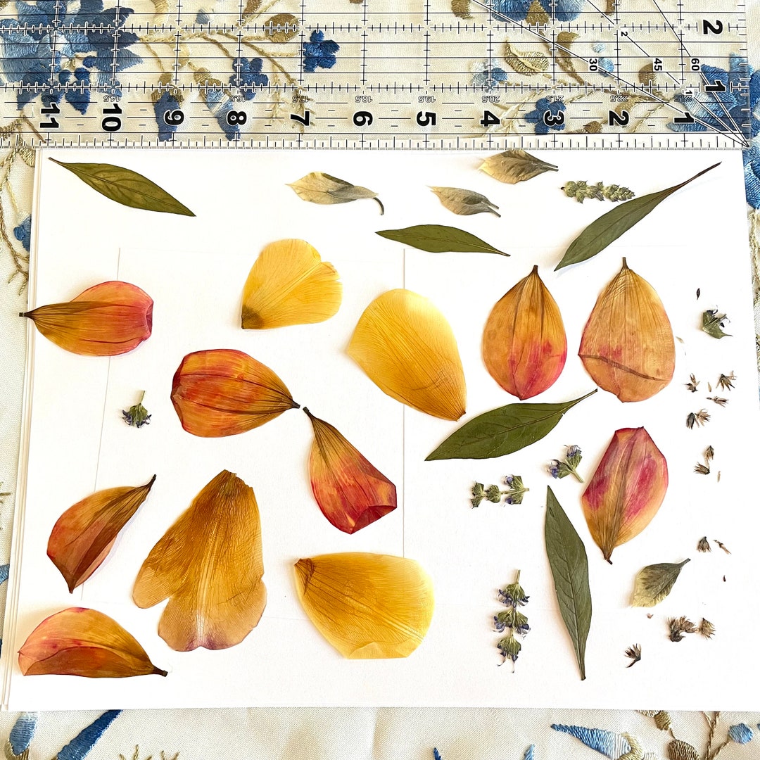 Pressed Flower Petals! Dahlia, Tulip, Clematis, Lavender, Sedum, and ...