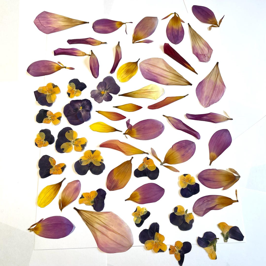 Pressed Pansy! Pressed Dahlia! Pressed Assorted Petals! Real Pressed ...