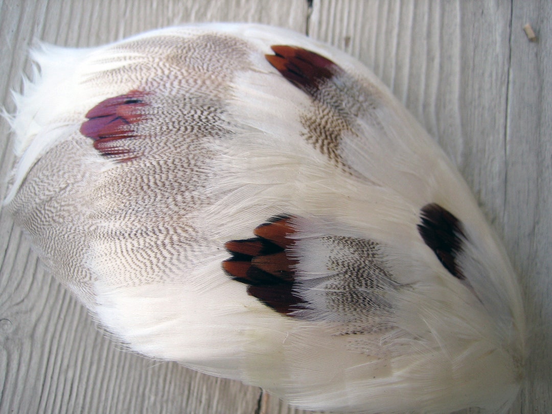 Antique 1940s Millinery Feather Pad ref A-3176/1 Box 2 - Etsy