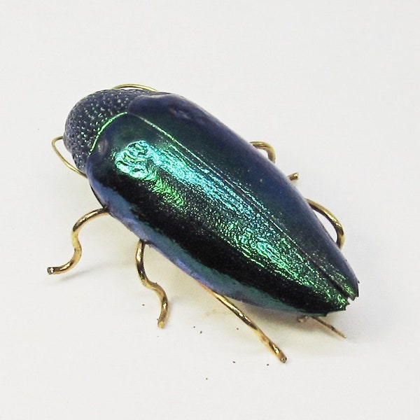 Real Scarab - Etsy
