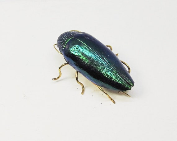 REAL Scarab Pin // natural scarab insect brooch on go… - Gem