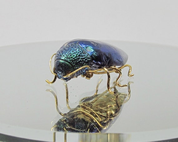 REAL Scarab Pin // natural scarab insect brooch on go… - Gem