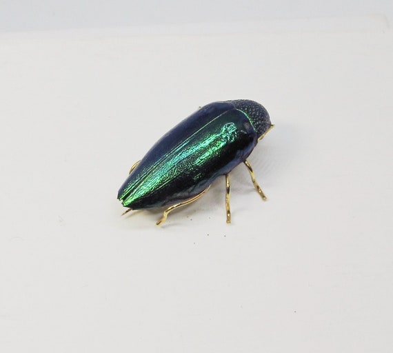 REAL Scarab Pin // natural scarab insect brooch on go… - Gem