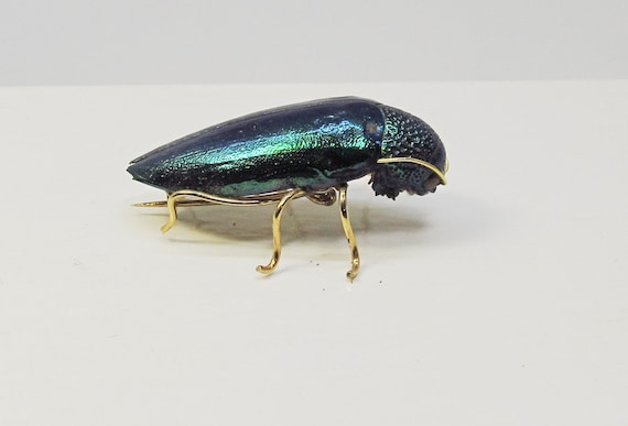REAL Scarab Pin // natural scarab insect brooch on go… - Gem