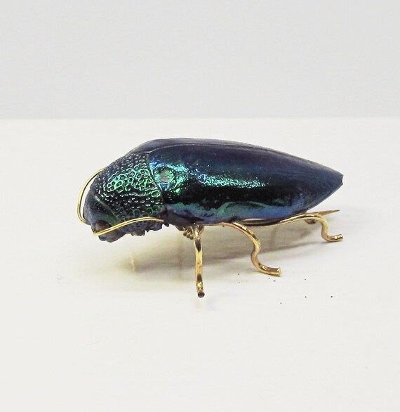 REAL Scarab Pin // natural scarab insect brooch on go… - Gem