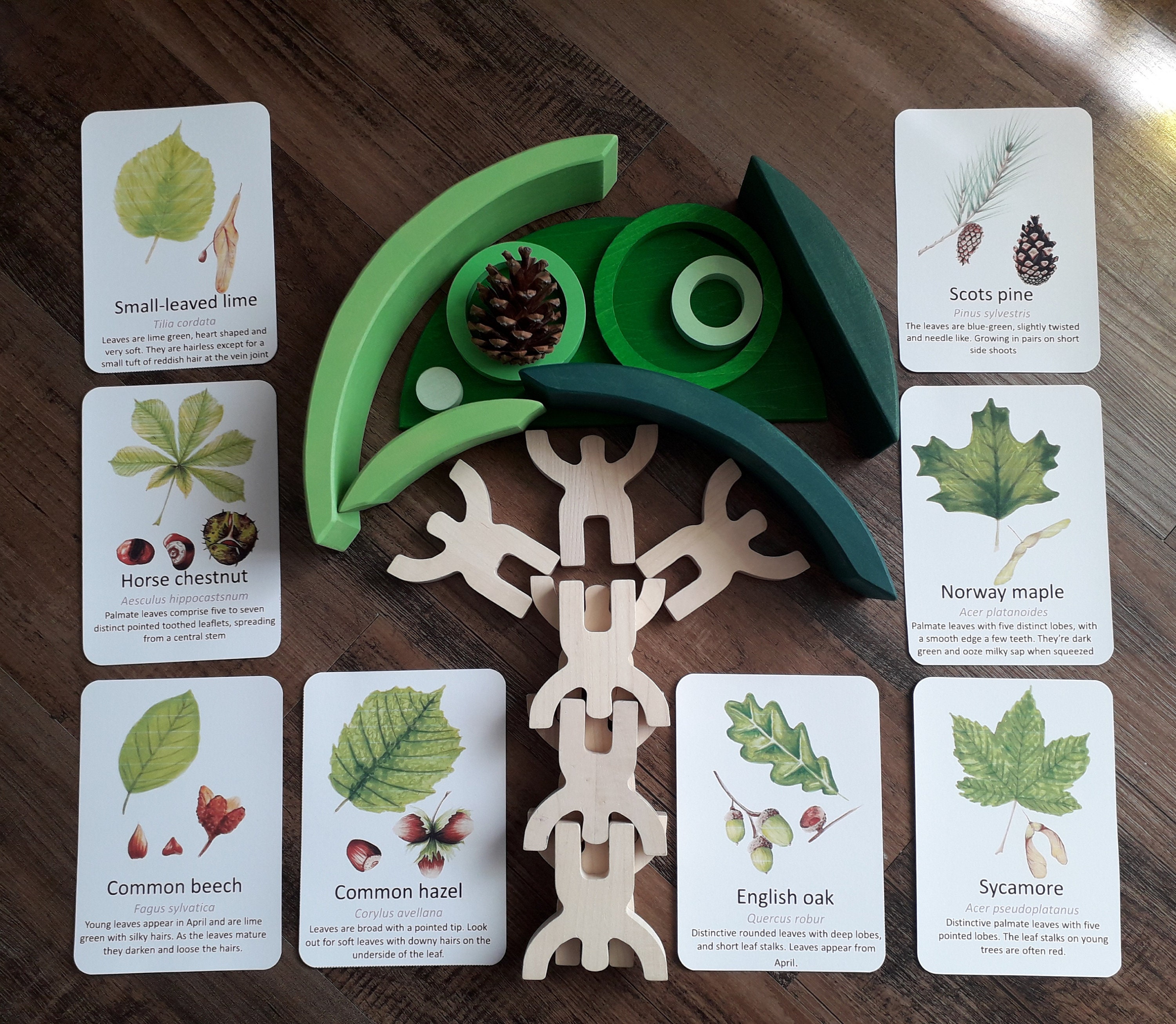 Tree Leaf Flashcards PDF - Etsy