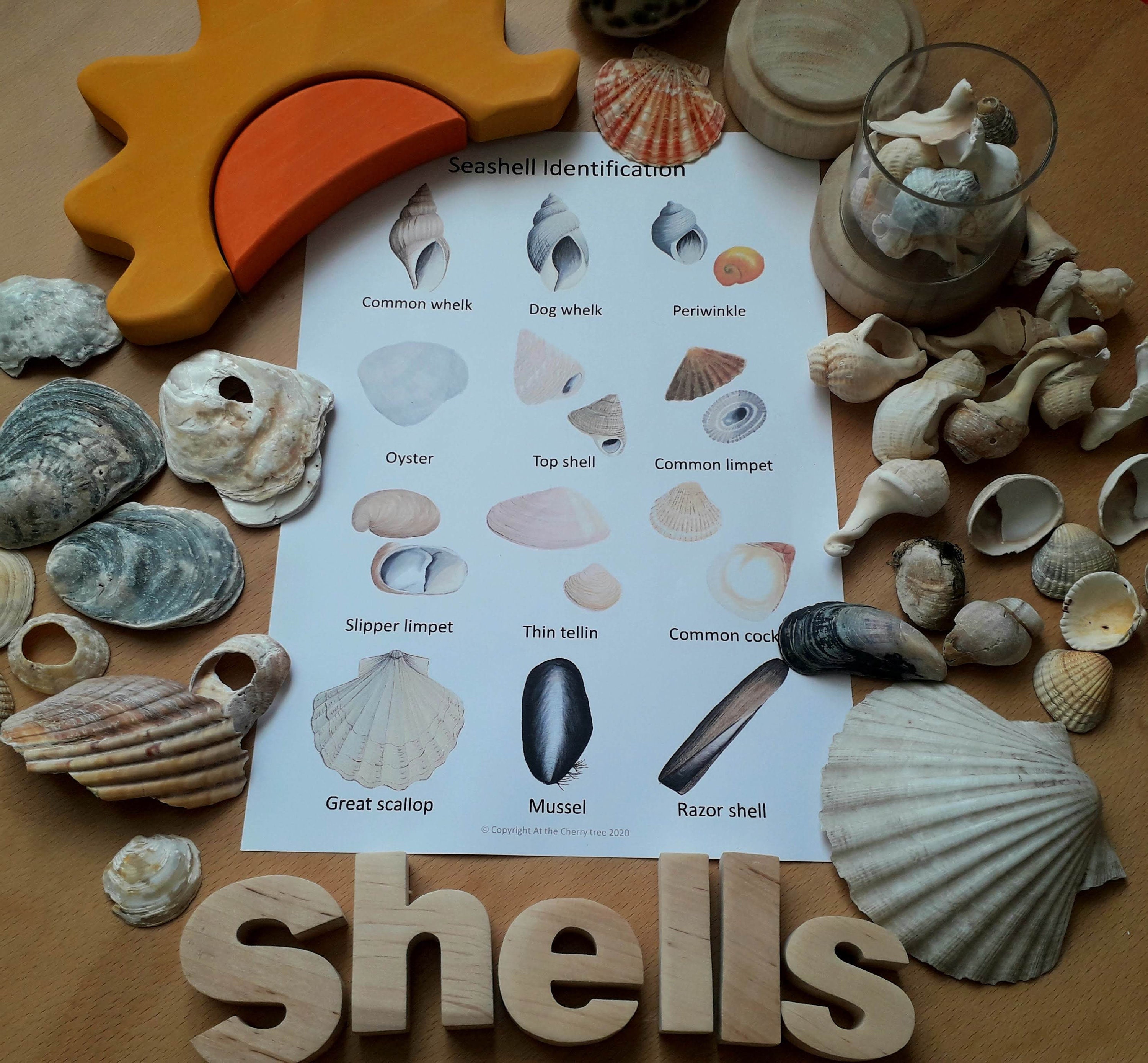Seashell Identification Flashcards PDF - Etsy