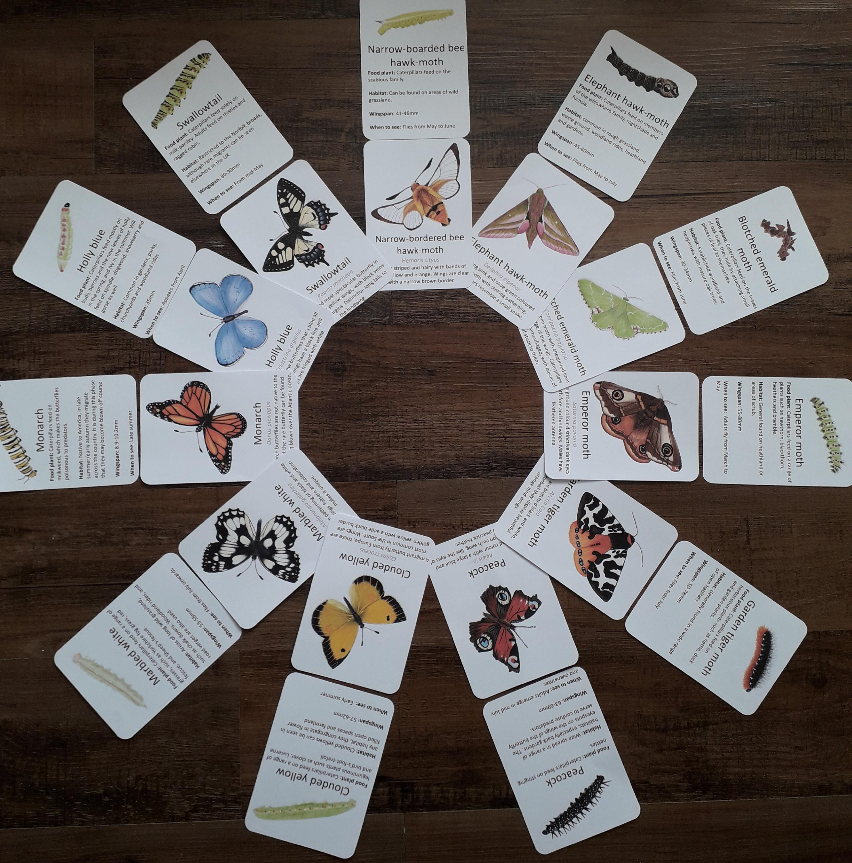 Butterfly and Moth Flashcards PDF - Etsy UK