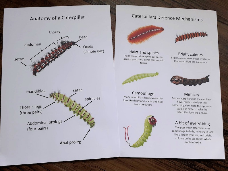 Póster de anatomía de Caterpillar PDF Imprimir - Etsy España