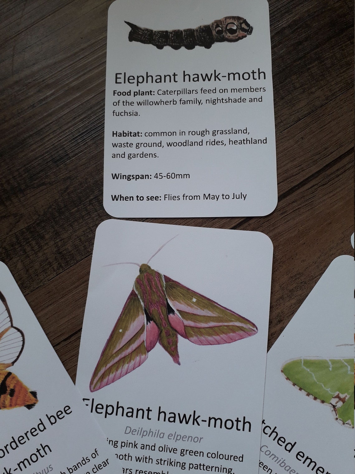 Butterfly and Moth Flashcards PDF - Etsy UK