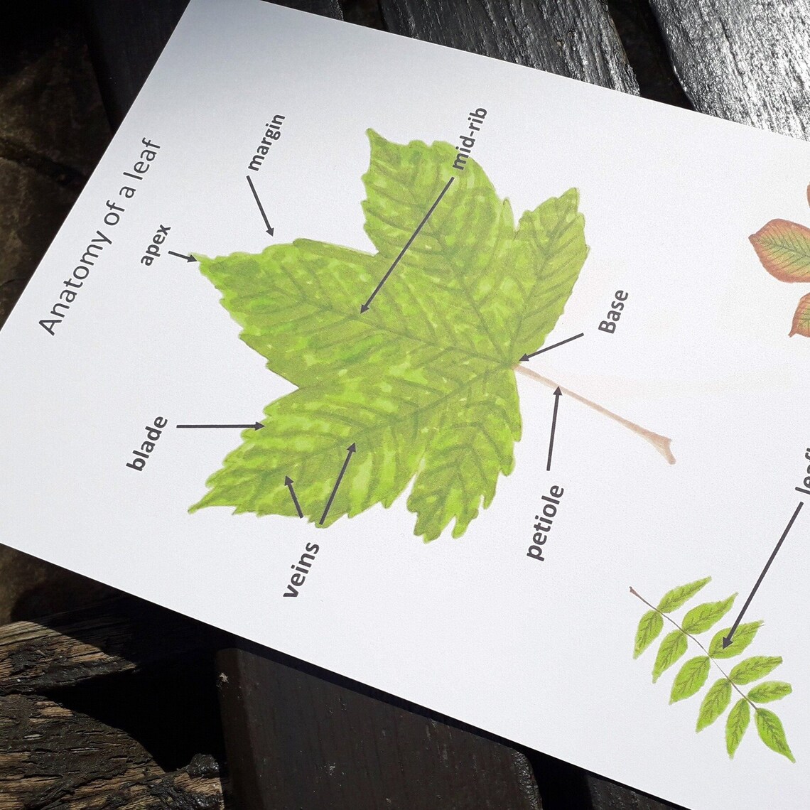 Sycamore Leaf Anatomy Poster PDF - Etsy