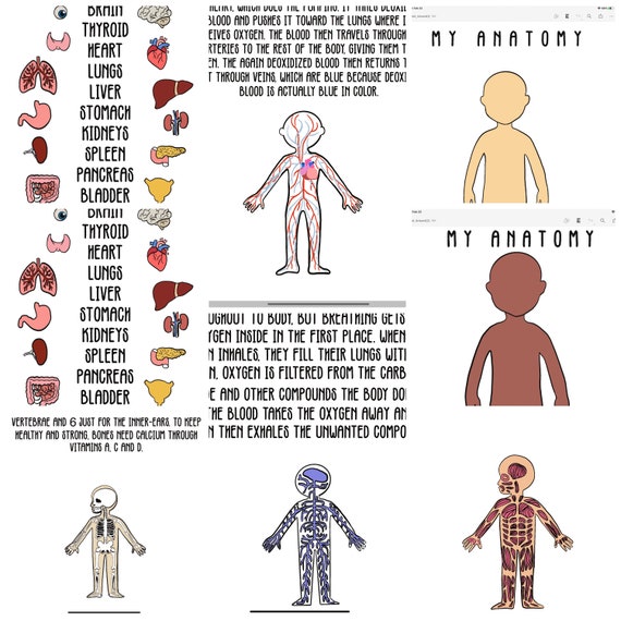 Anatomy simplified for kids study guide printable workbook | Etsy