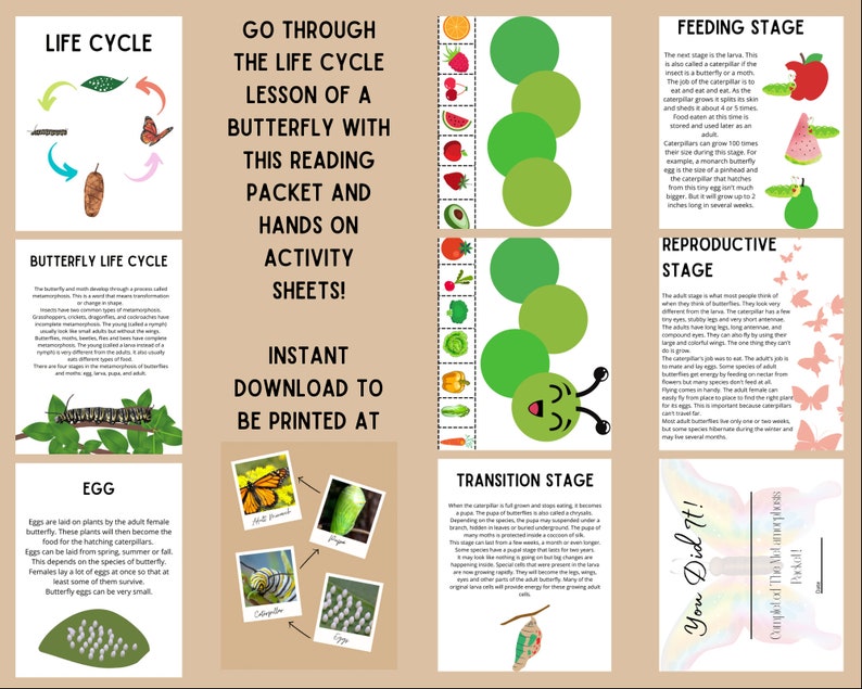 Metamorphosis Life Cycle Butterfly Printable Packet Download - Etsy
