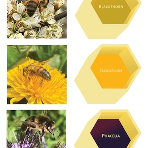 The Pollen Poster 2nd Edition UK Pollen Identification by Jem's Bees ...