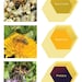 The Pollen Poster 2nd Edition UK Pollen Identification by Jem's Bees ...