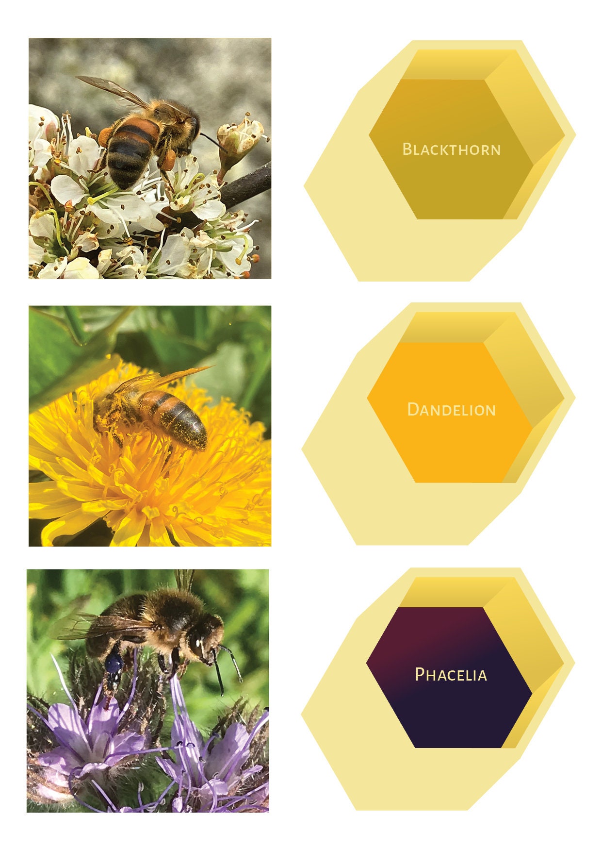 The Pollen Poster 2nd Edition UK Pollen Identification by Jem's Bees ...
