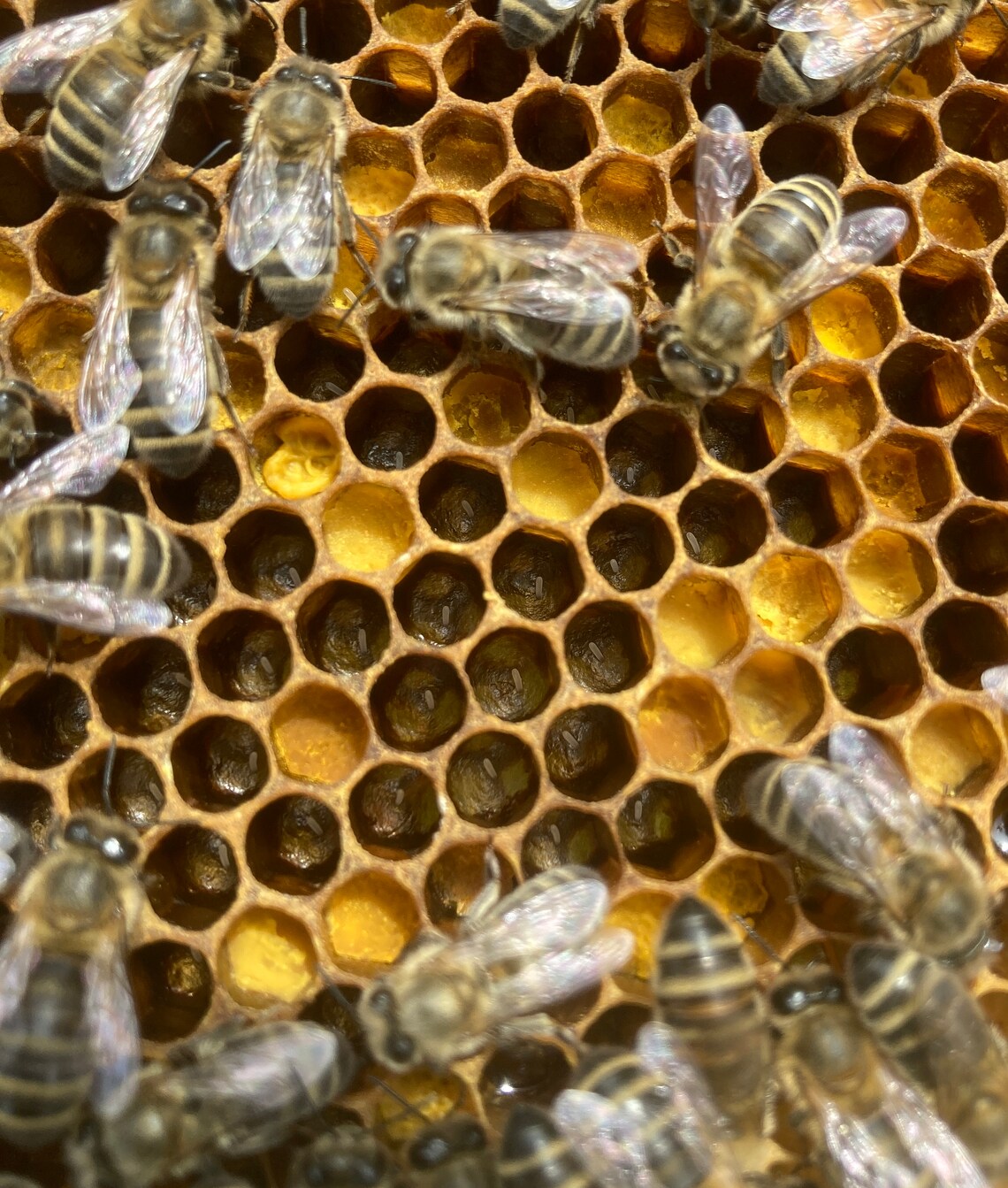 The Pollen Poster 2nd Edition UK Pollen Identification by Jem's Bees ...