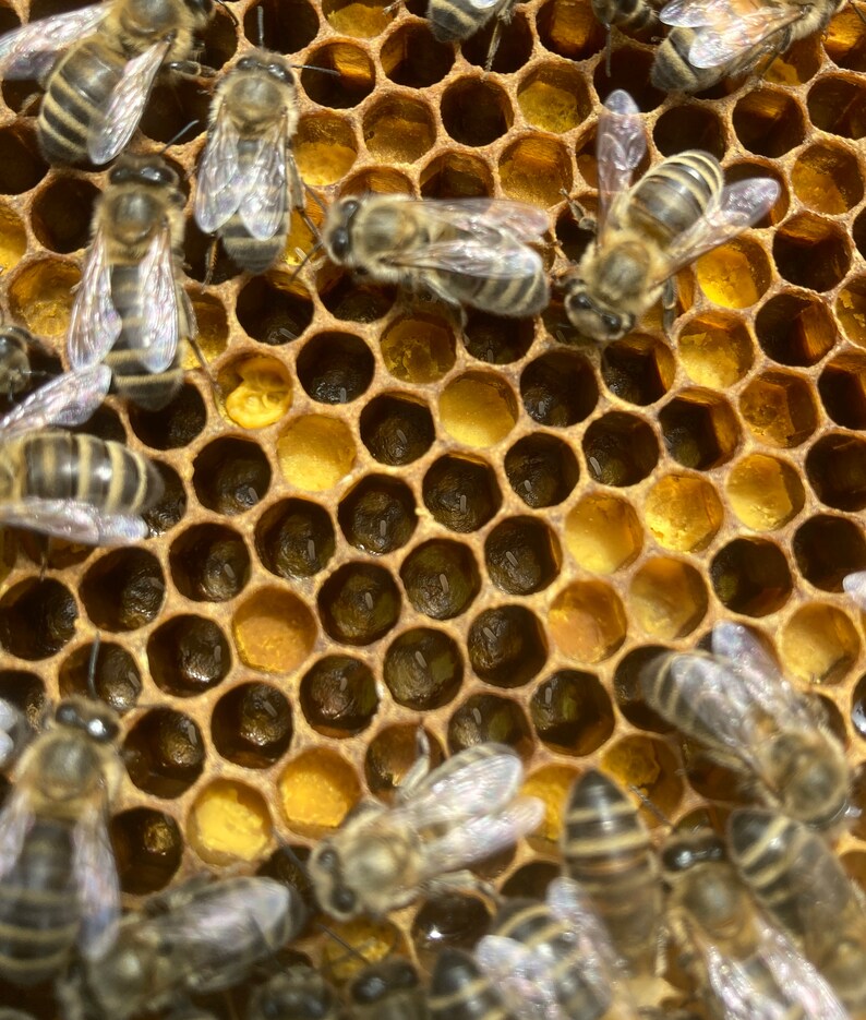 The Pollen Poster 2nd Edition (UK Pollen Identification) by Jem's Bees Ltd. (A2 Size) - Etsy UK