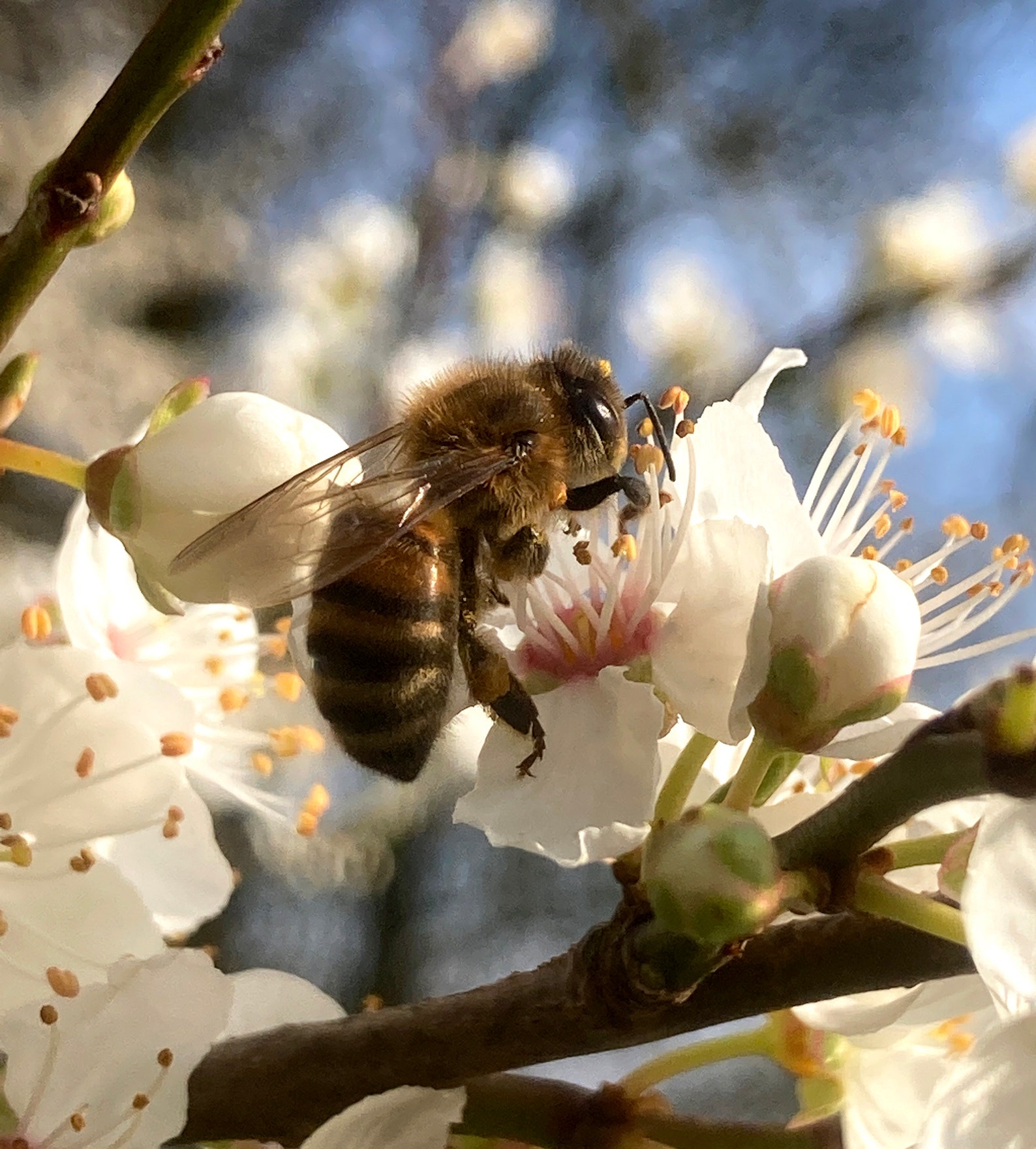 The Pollen Poster 2nd Edition UK Pollen Identification by Jem's Bees ...