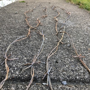 Fake Barb Wire 10 Feet Halloween Decorations Home Haunt - Etsy