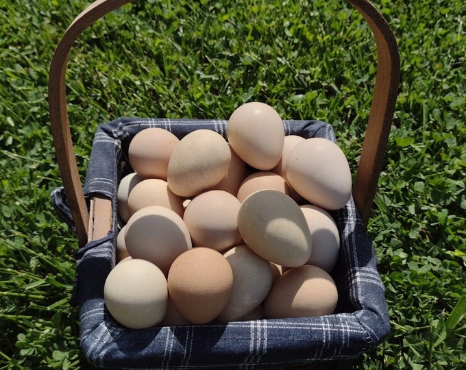 Guinea Fowl Eggs (one Dozen) - Etsy